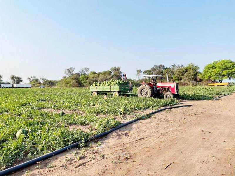Las Lomitas: salieron primicias de sandías formoseñas al mercado ...